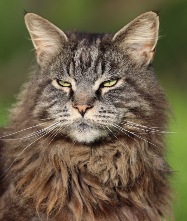 ABOUT – Louis Wildlife